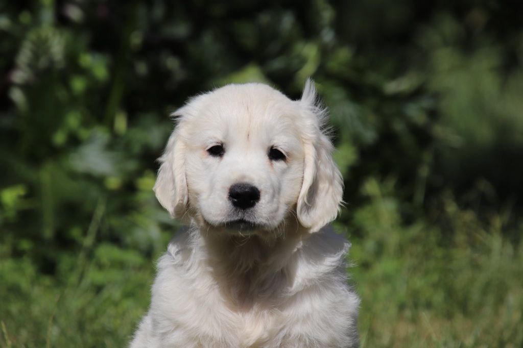 Accueil - Elevage Des Symphonies d'Arlequin - eleveur de chiens Golden ...